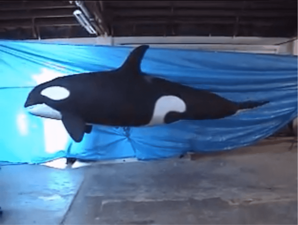 Killer Whale Animation | Olsen Actuators & Drives